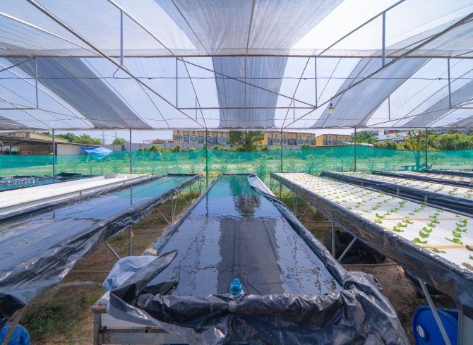 Knittex Shade Net: Finding Quality Alternatives for Shade Solutions